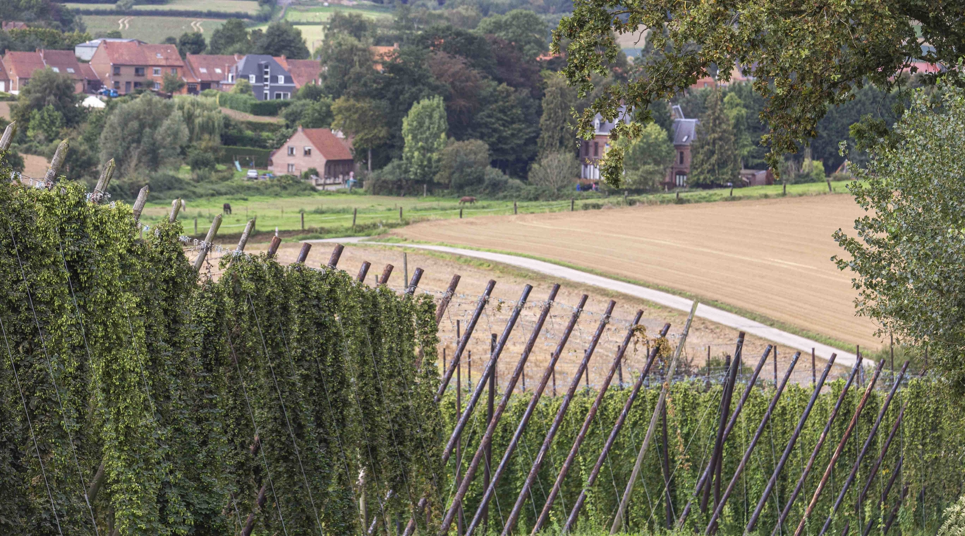 Poperingse Hoppescheuten | Restaurant Terminus